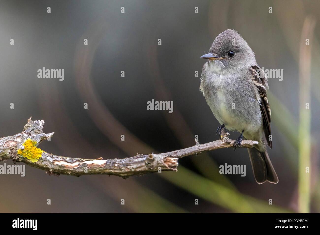 Eastern Wood Pewee; Contopus virens Stock Photo - Alamy