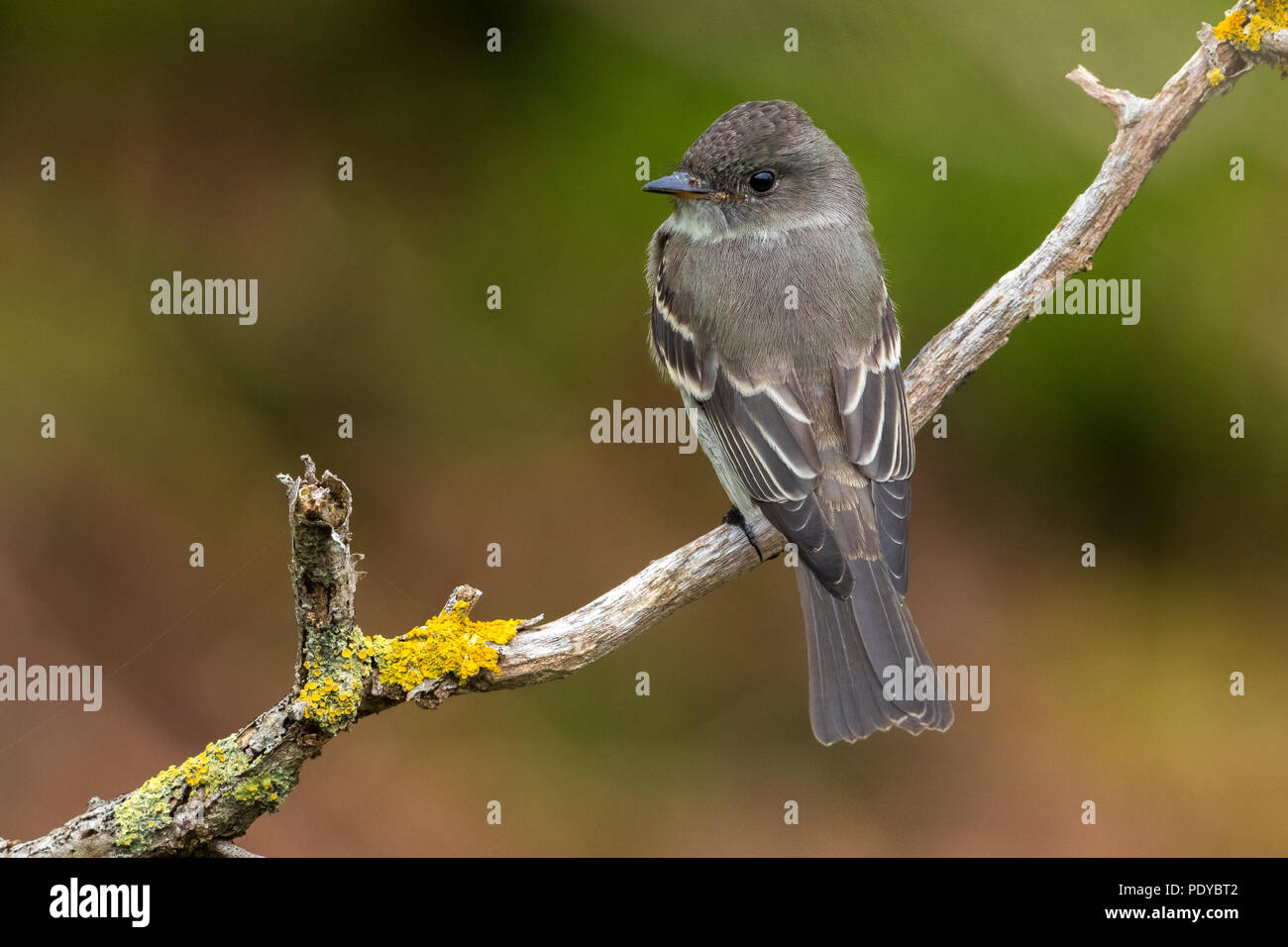 Eastern Wood Pewee; Contopus virens Stock Photo - Alamy