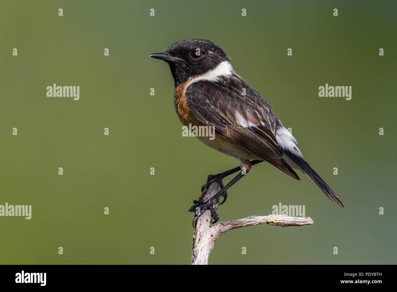 Male European Stonechat High Resolution Stock Photography and Images ...