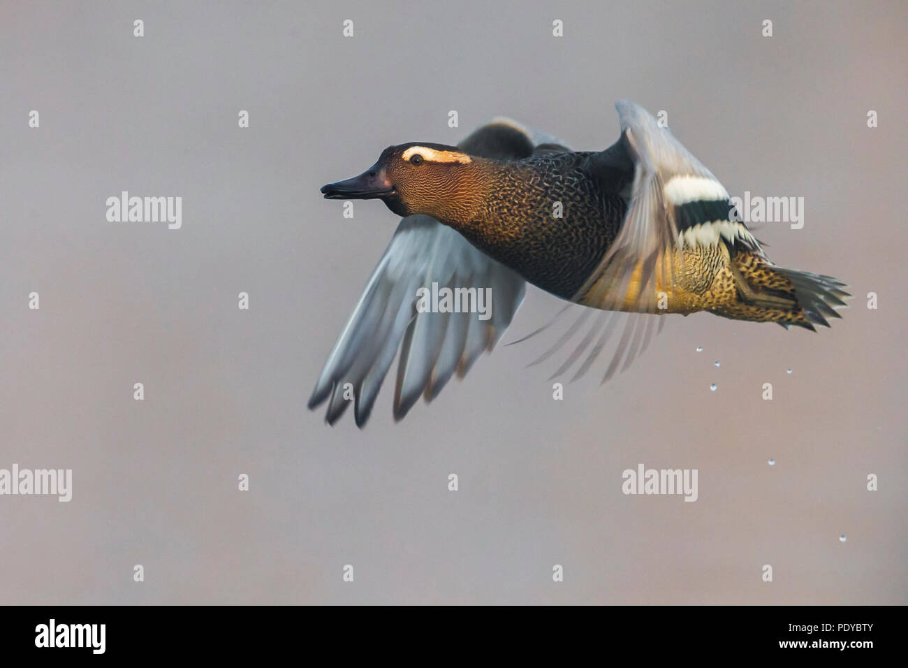 Flying male Garganey; Anas querquedula Stock Photo - Alamy