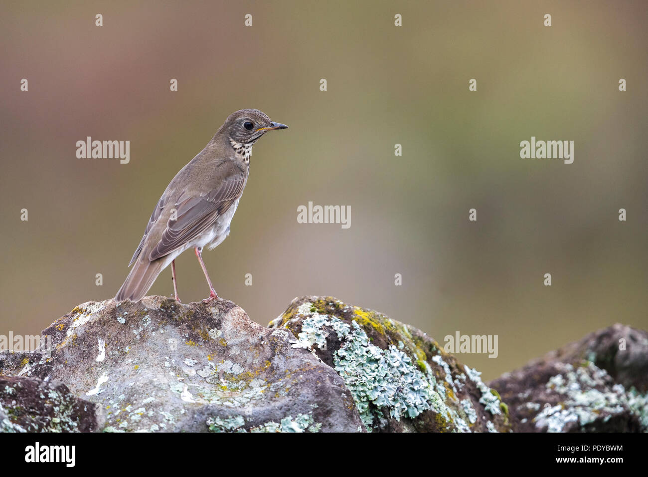Grey-cheeked Thrush; Catharus minimus Stock Photo - Alamy