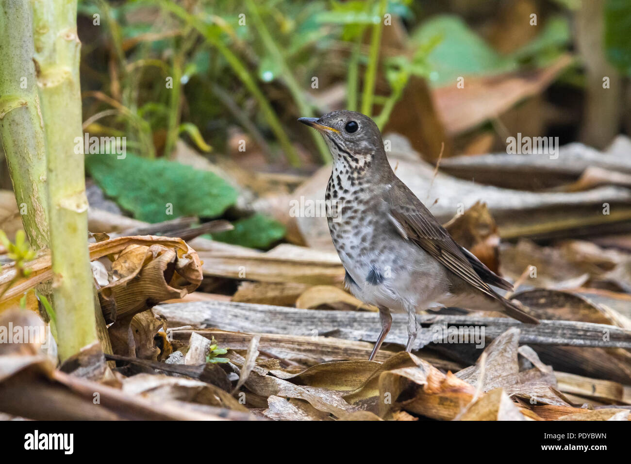 Grey thrushes hi-res stock photography and images - Alamy