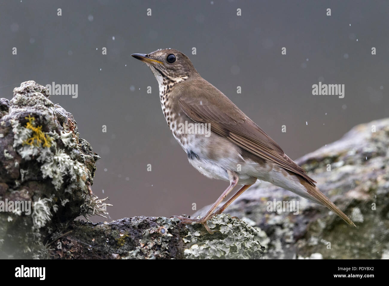 Grey thrushes hi-res stock photography and images - Alamy