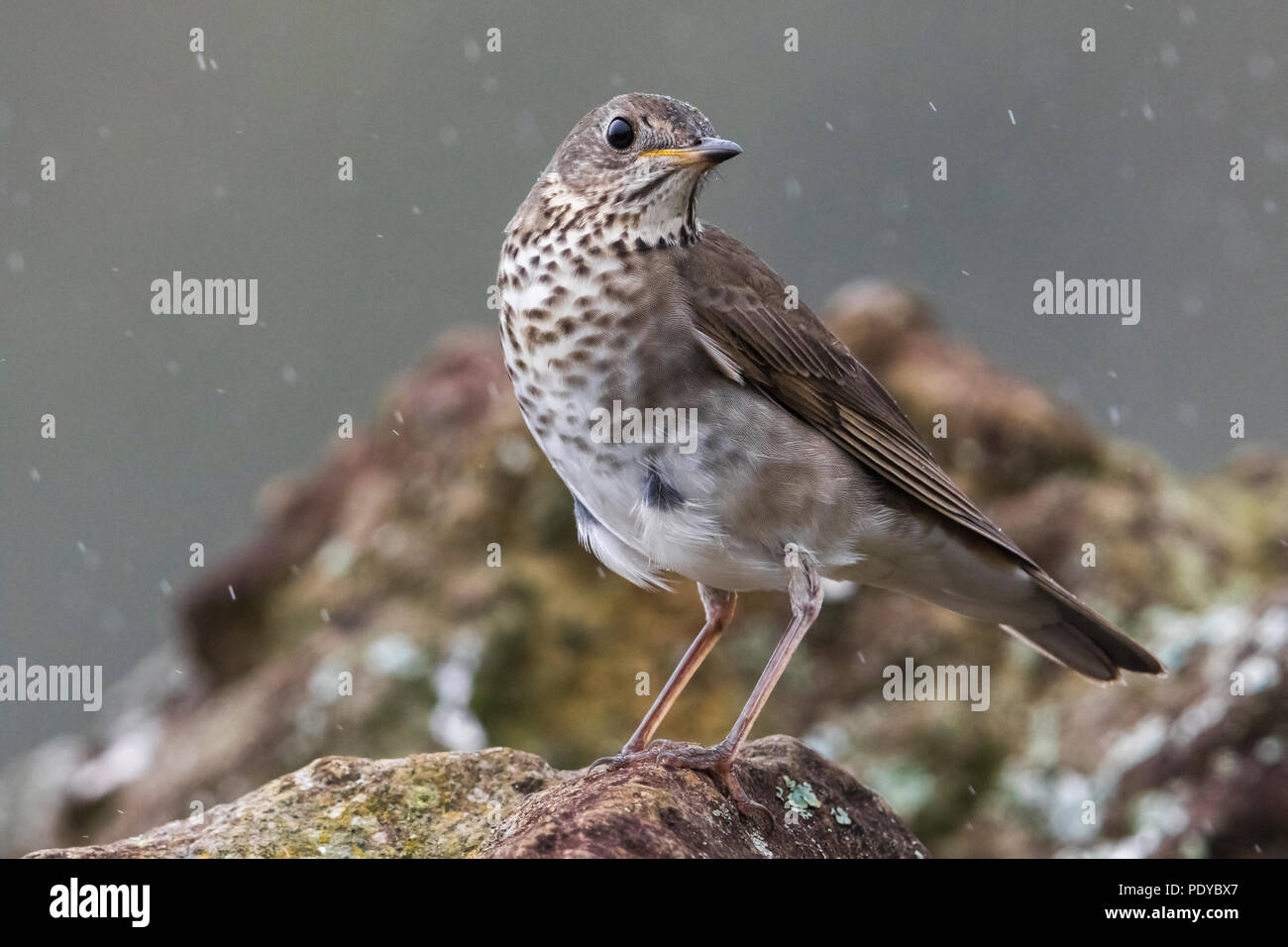Grey-cheeked Thrush; Catharus minimus Stock Photo - Alamy