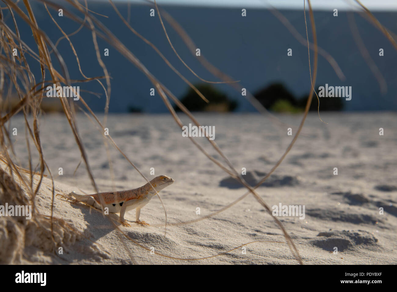 Female Bleached Earless Lizard, (Holbrookia maculata ruthveni), in ...