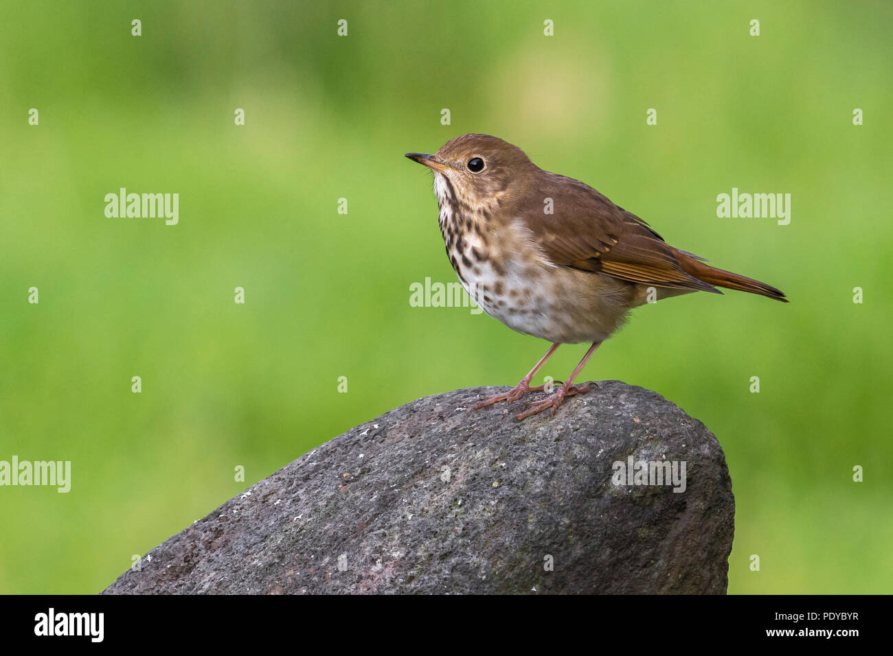 Hermit Thrush; Catharus guttatus Stock Photo - Alamy