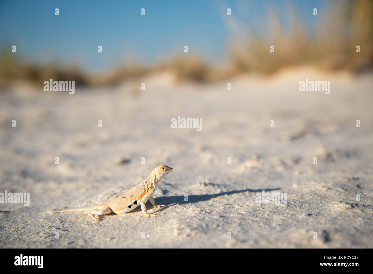 Female Bleached Earless Lizard, (Holbrookia maculata ruthveni), in ...