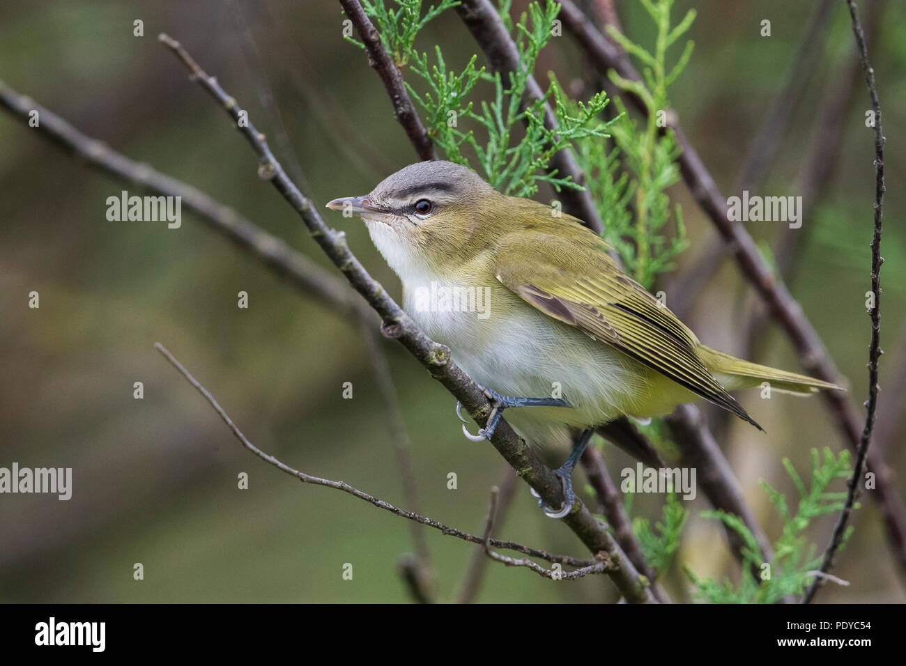 Red-eyed Vireo; Vireo olivaceus Stock Photo - Alamy