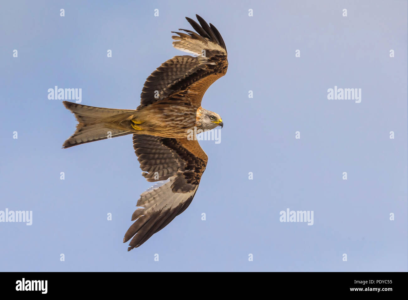 Red kite raptor bird hi-res stock photography and images - Alamy