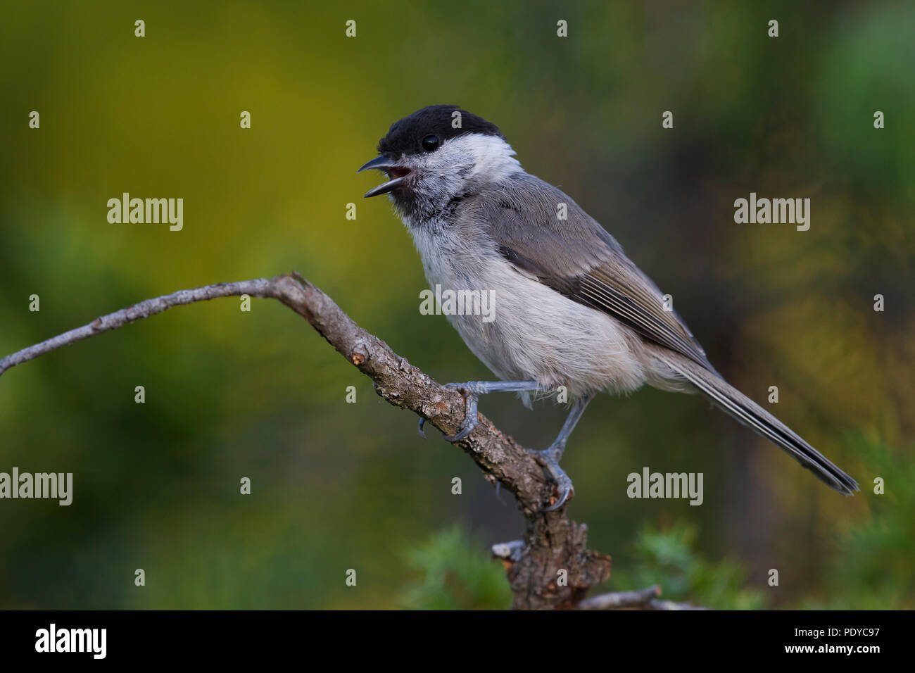 Willow Tit; Parus montanus Stock Photo - Alamy