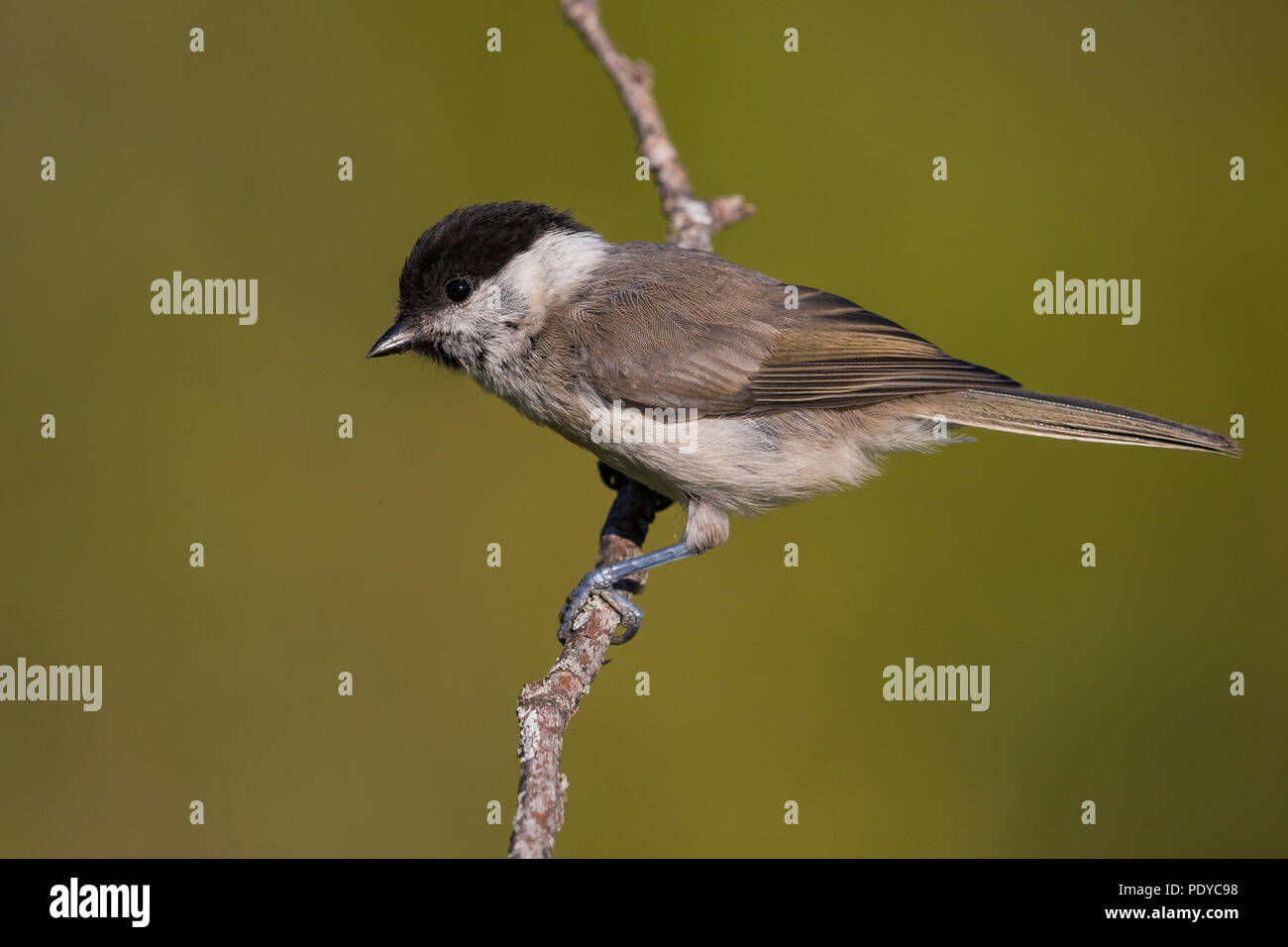 Willow Tit; Parus montanus Stock Photo - Alamy