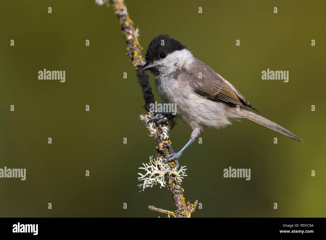 Willow Tit; Parus montanus Stock Photo - Alamy