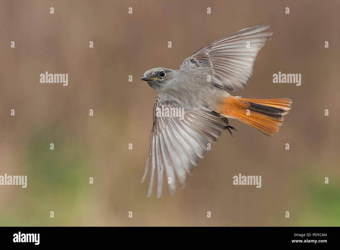 Black redstart hi-res stock photography and images - Alamy