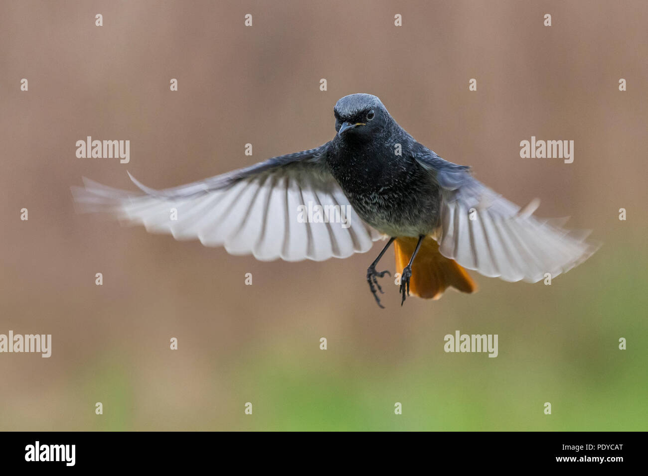 Male Black Redstart (Phoenicurus ochruros gibraltariensis) flying Stock ...