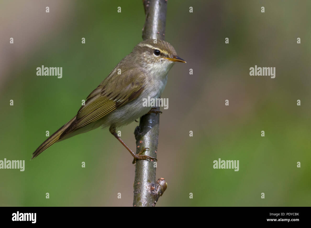 Arctic Warbler (Phylloscopus borealis) in breeding habitat Stock Photo ...