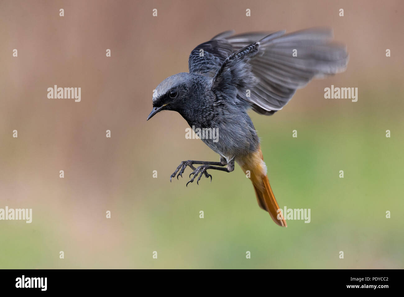 Male Black Redstart (Phoenicurus ochruros gibraltariensis) flying Stock ...
