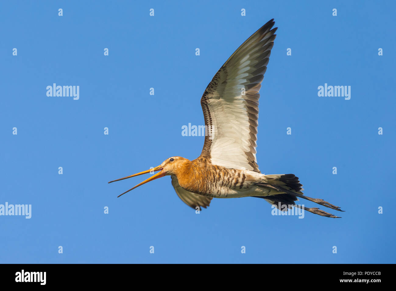 Black-tailed Godwit (Limosa limosa) flying Stock Photo - Alamy