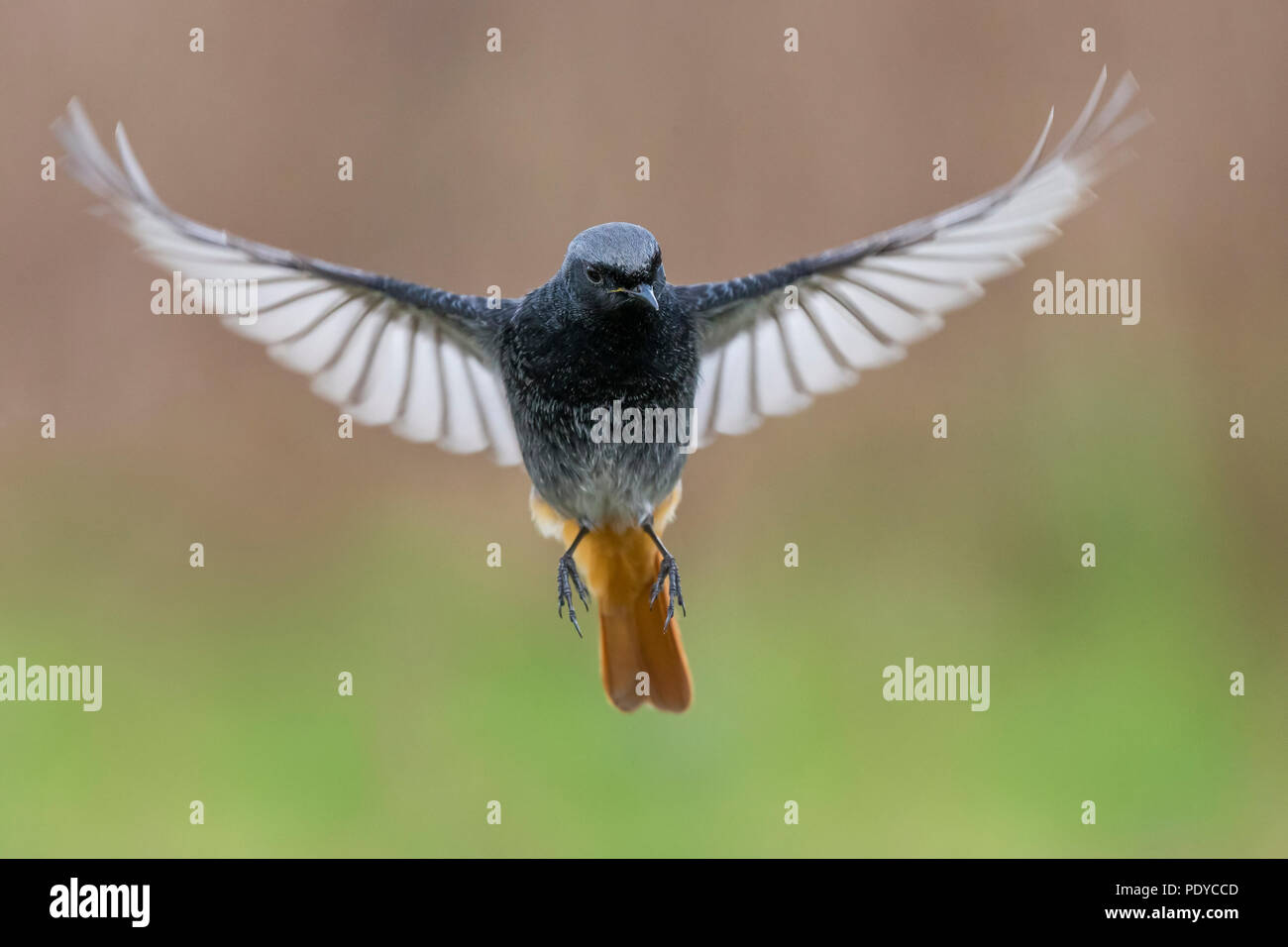 Male Black Redstart (Phoenicurus ochruros gibraltariensis) flying Stock ...