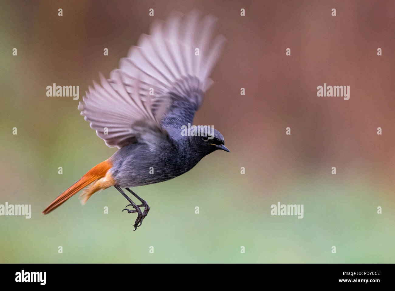 Male Black Redstart (Phoenicurus ochruros gibraltariensis) flying Stock ...