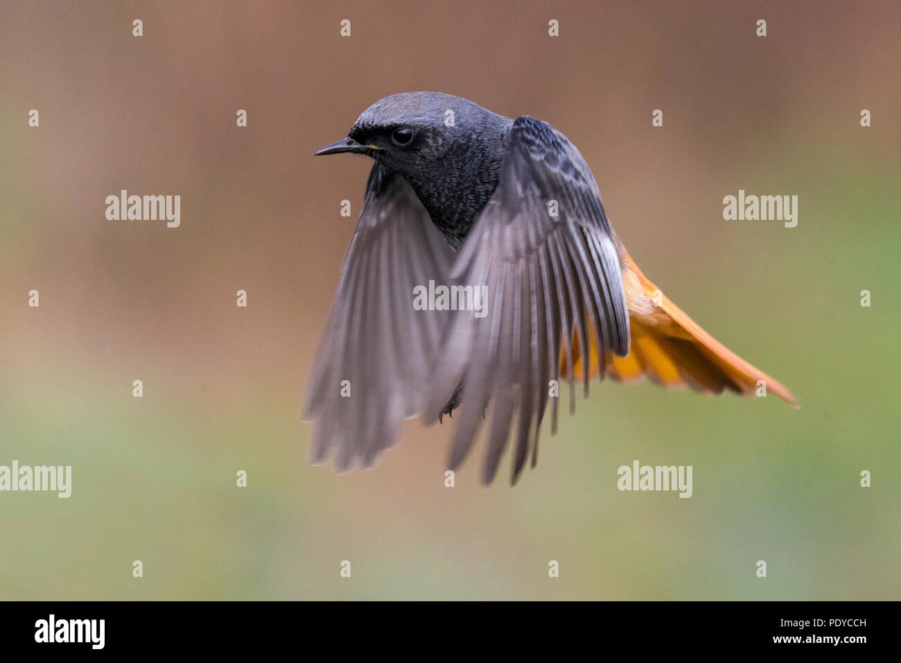 Male Black Redstart (Phoenicurus ochruros gibraltariensis) flying Stock ...