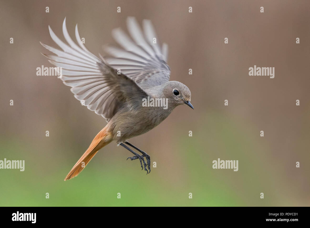 Female Black Redstart (Phoenicurus ochruros gibraltariensis) flying ...