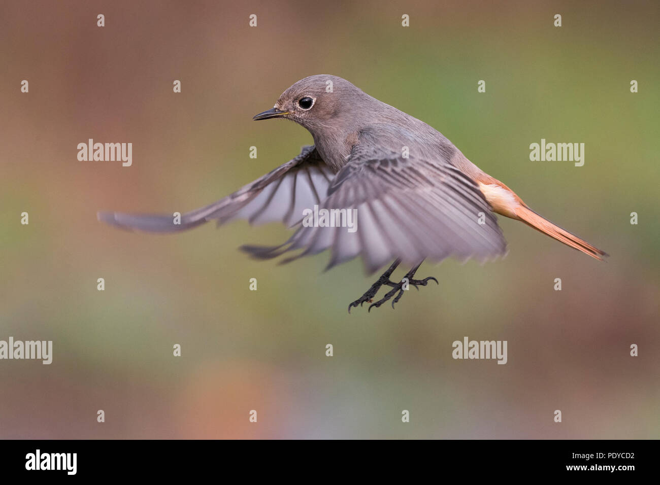 Female black redstart hi-res stock photography and images - Alamy