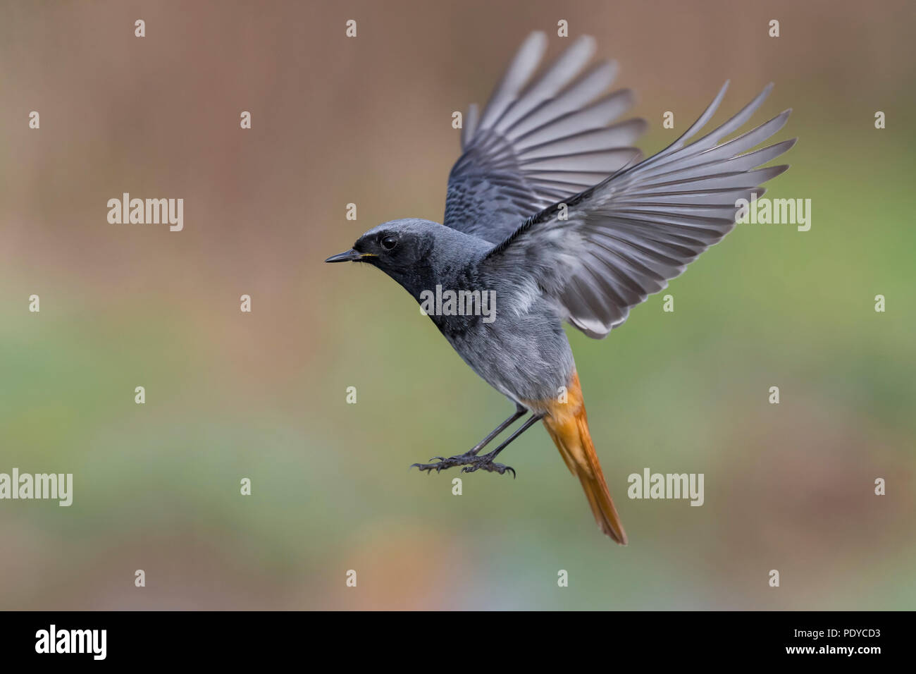 Male Black Redstart (Phoenicurus ochruros gibraltariensis) flying Stock ...