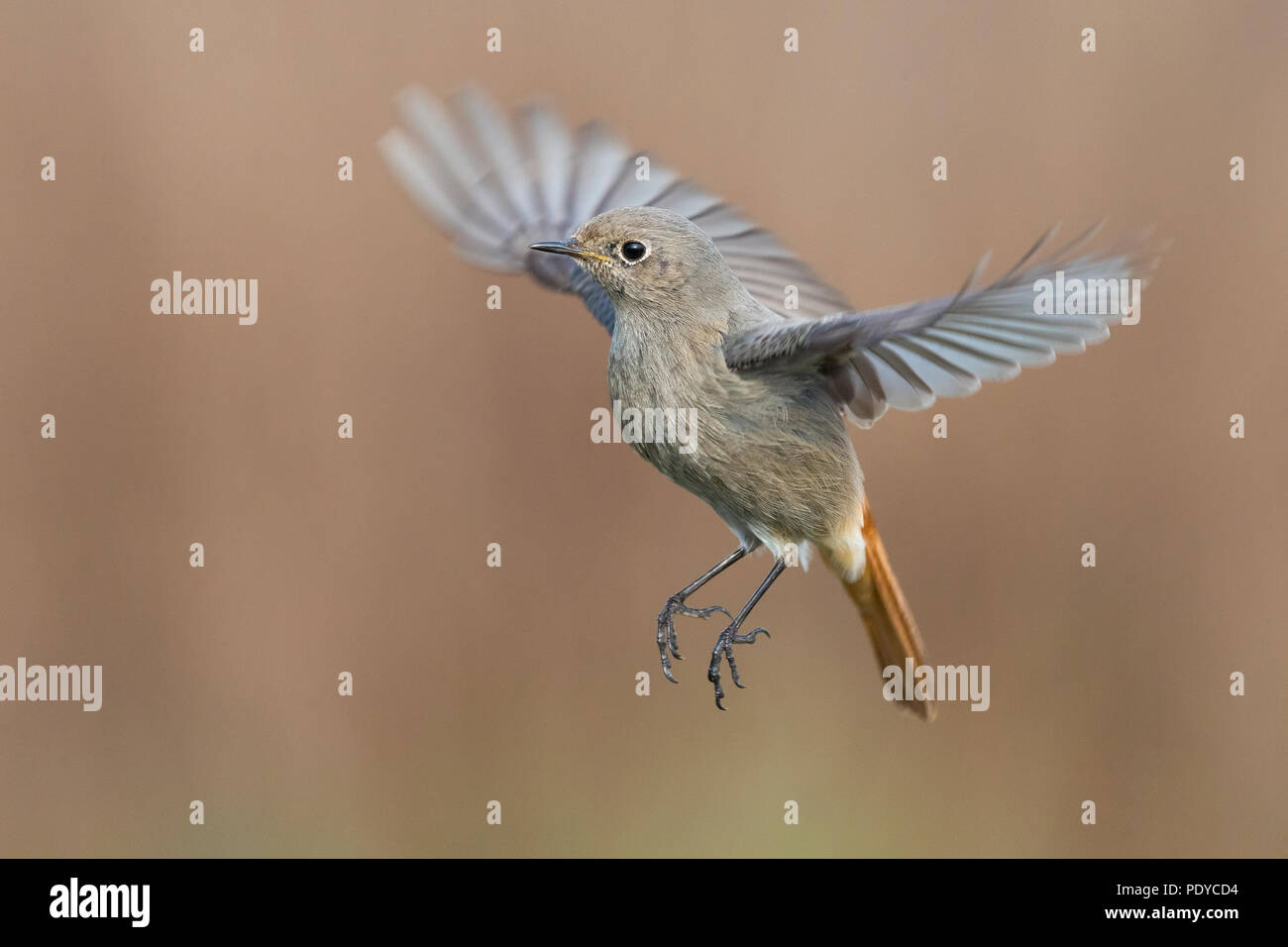 Female black redstart hi-res stock photography and images - Alamy