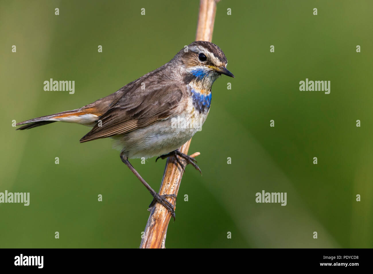Bluethroat; Luscinia svecica svecica Stock Photo - Alamy