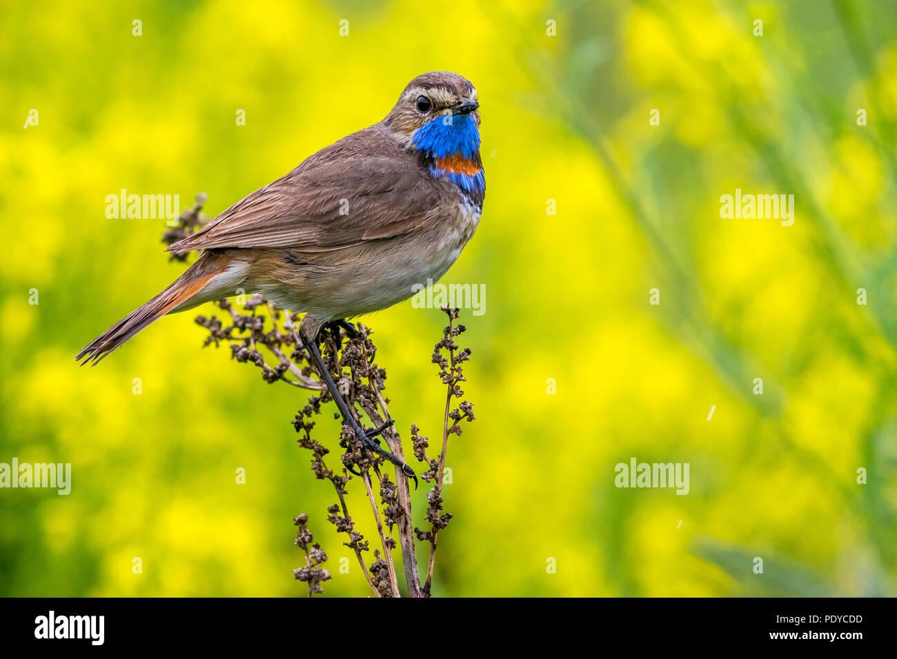 Bluethroat; Luscinia svecica svecica Stock Photo - Alamy