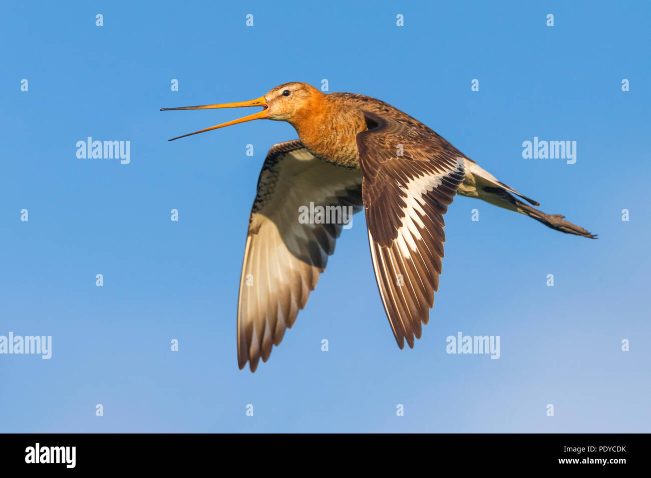 Black-tailed Godwit (Limosa limosa) flying Stock Photo - Alamy