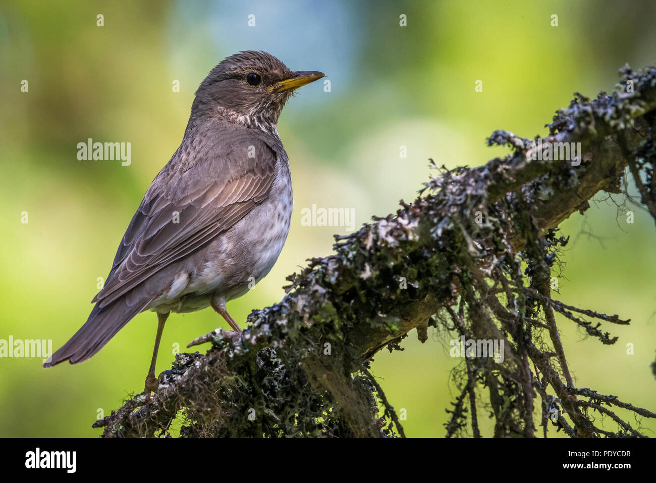 Black-throated Thrush (Turdus atrogularis) in breeding habitat Stock ...