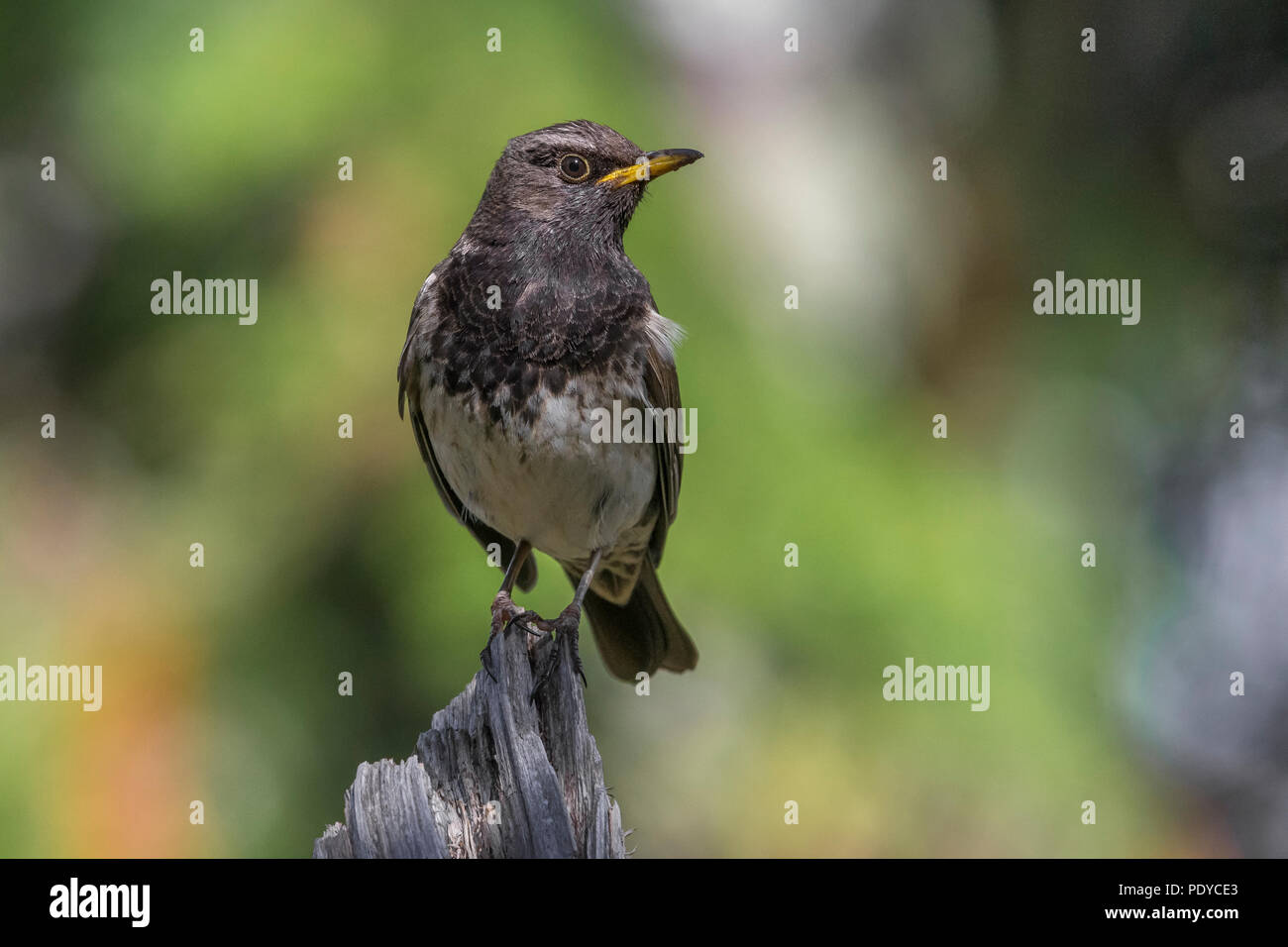 Black-throated Thrush (Turdus atrogularis) in breeding habitat Stock ...