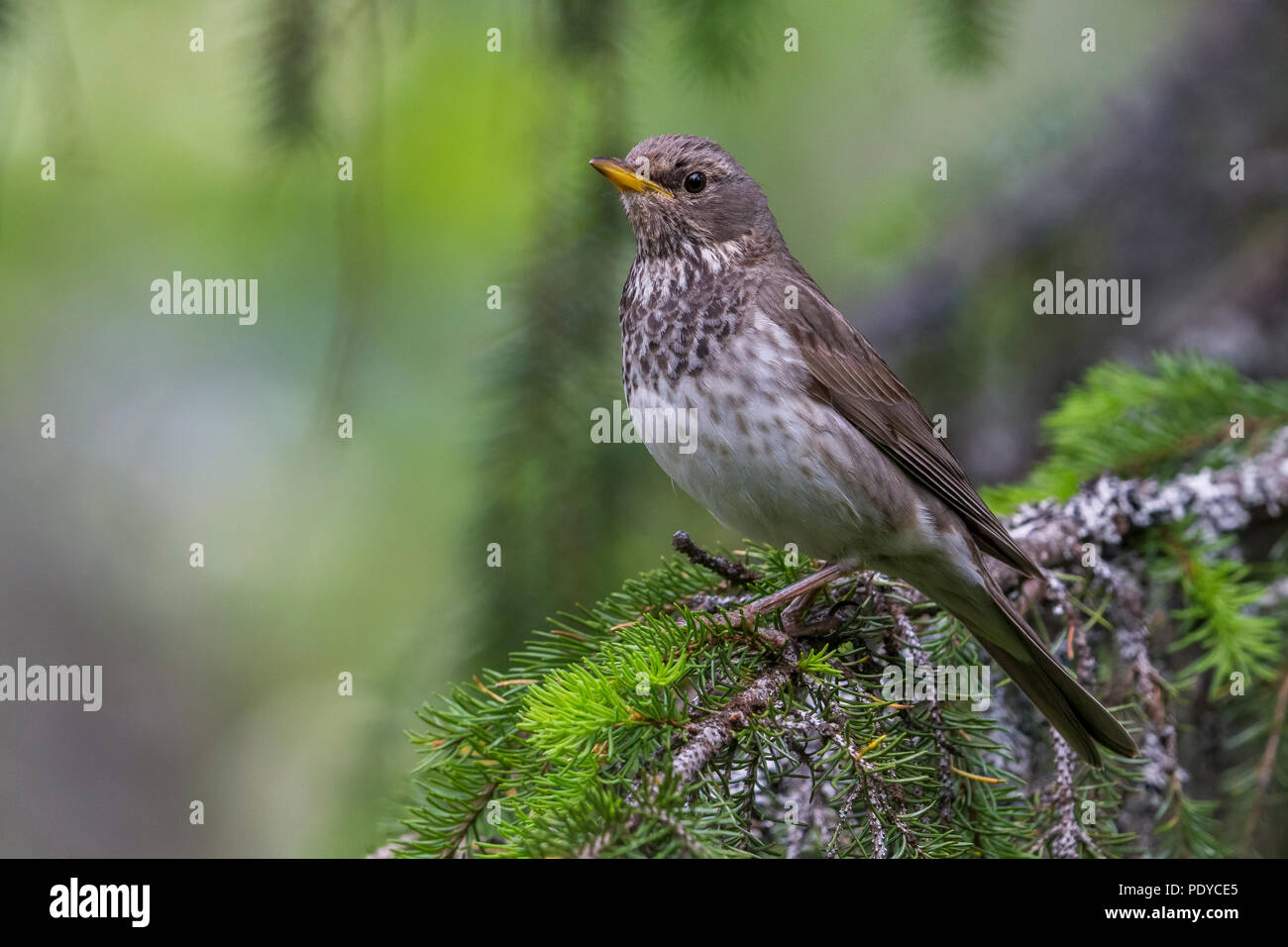 Black-throated Thrush (Turdus atrogularis) in breeding habitat Stock ...