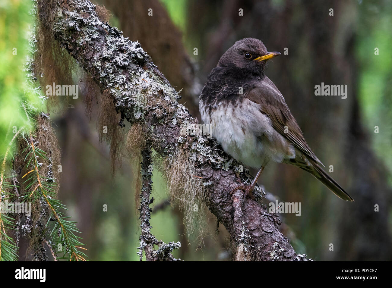Black-throated Thrush (Turdus atrogularis) in breeding habitat Stock ...