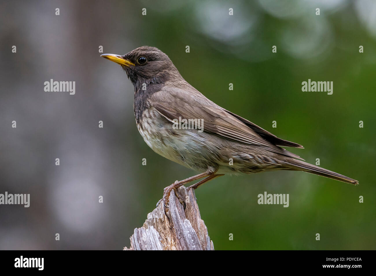 Black-throated Thrush (Turdus atrogularis) in breeding habitat Stock ...
