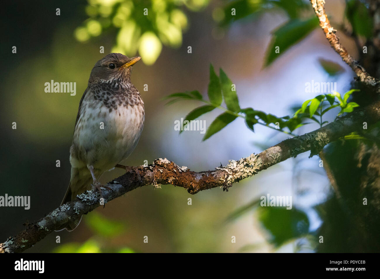 Black-throated Thrush (Turdus atrogularis) in breeding habitat Stock ...
