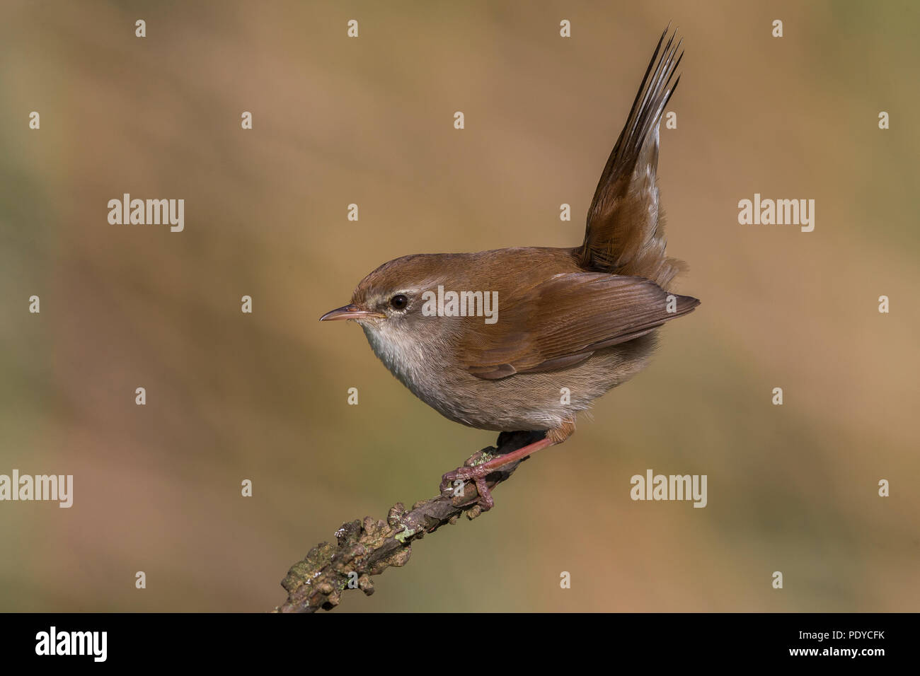 Cetti's Warbler; Cettia cetti Stock Photo - Alamy