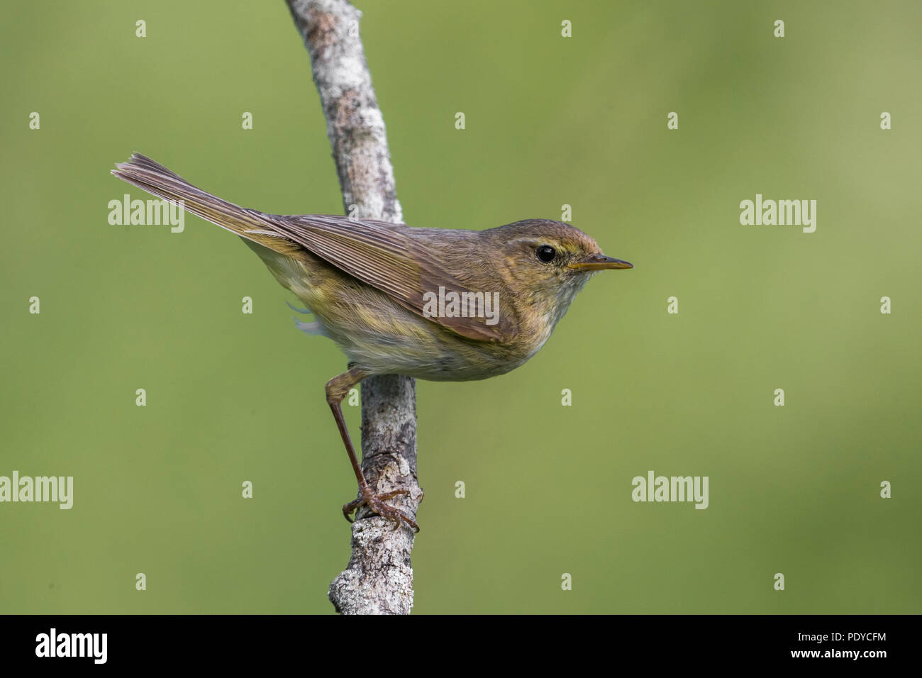 Phylloscopus collybita hi-res stock photography and images - Alamy