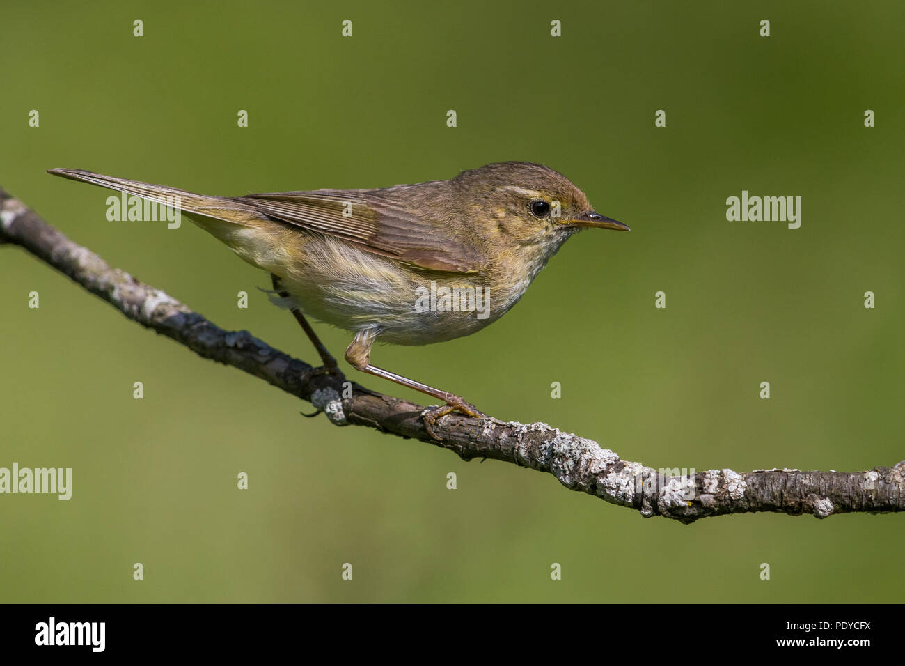 Phylloscopus collybita hi-res stock photography and images - Alamy