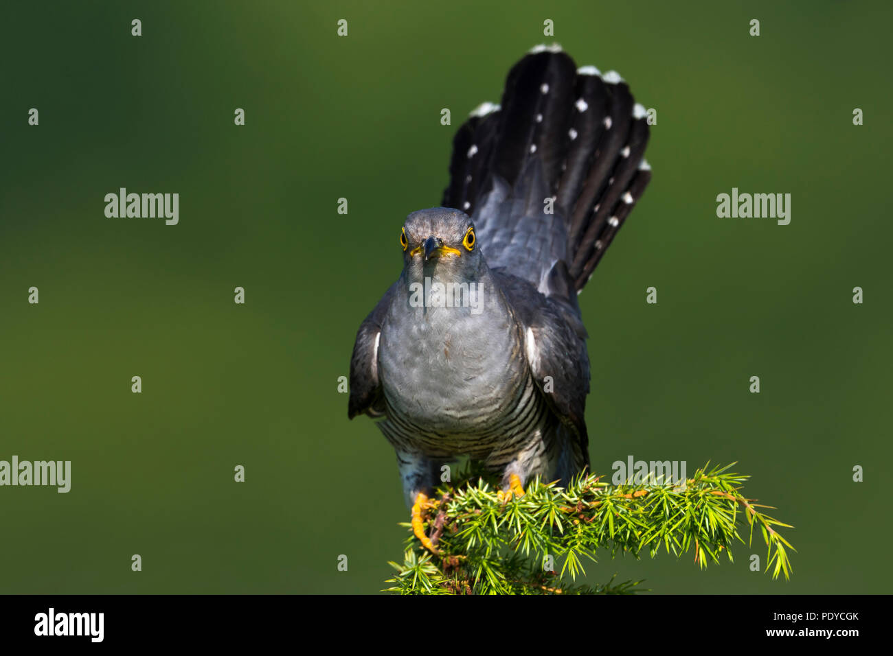 Common Cuckoo; Cuculus canorus Stock Photo - Alamy