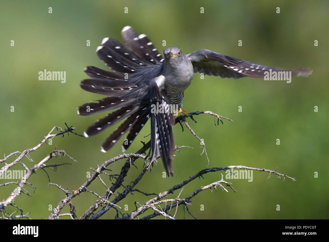 Common Cuckoo; Cuculus canorus Stock Photo - Alamy