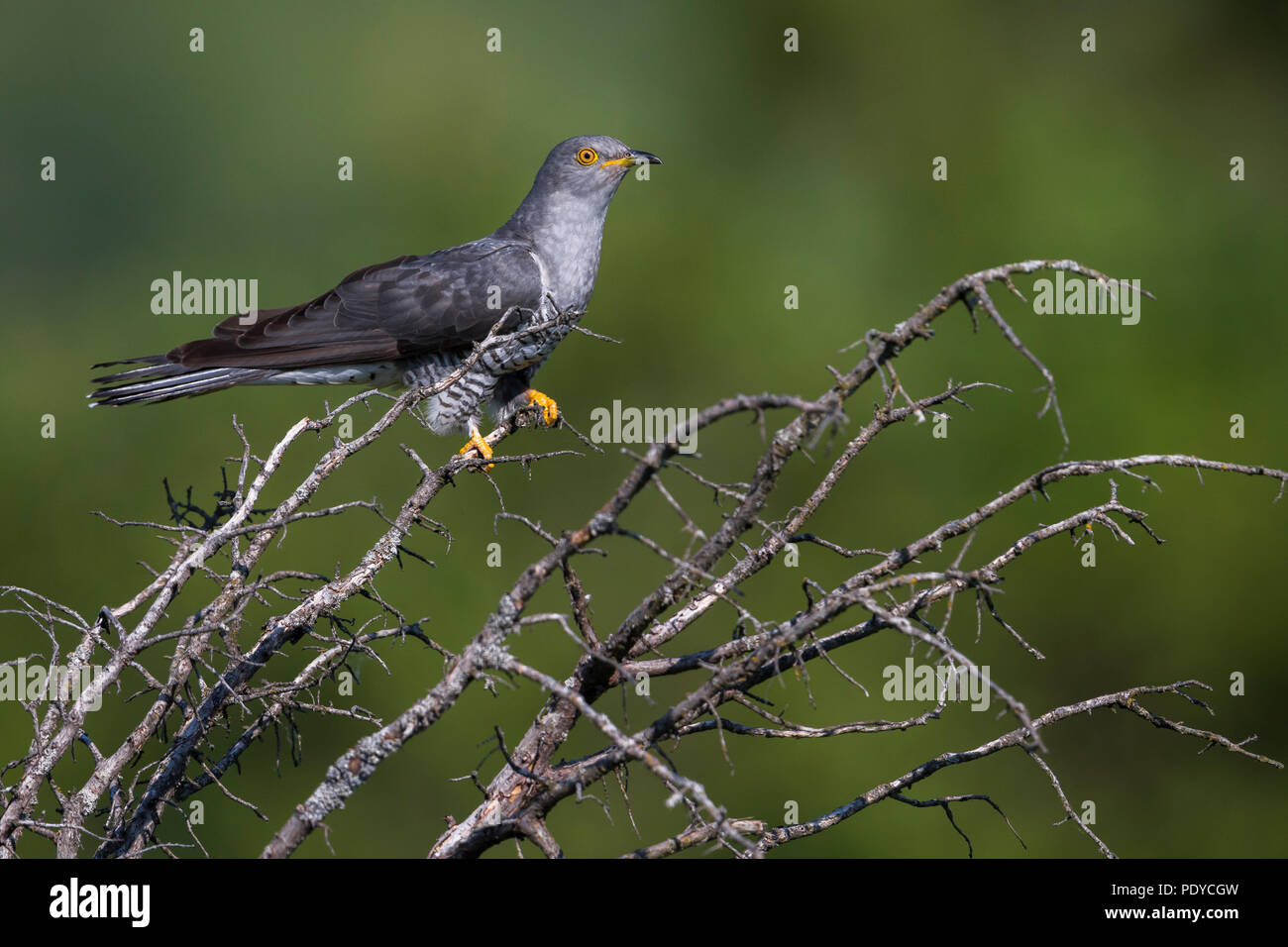 Common Cuckoo; Cuculus canorus Stock Photo - Alamy