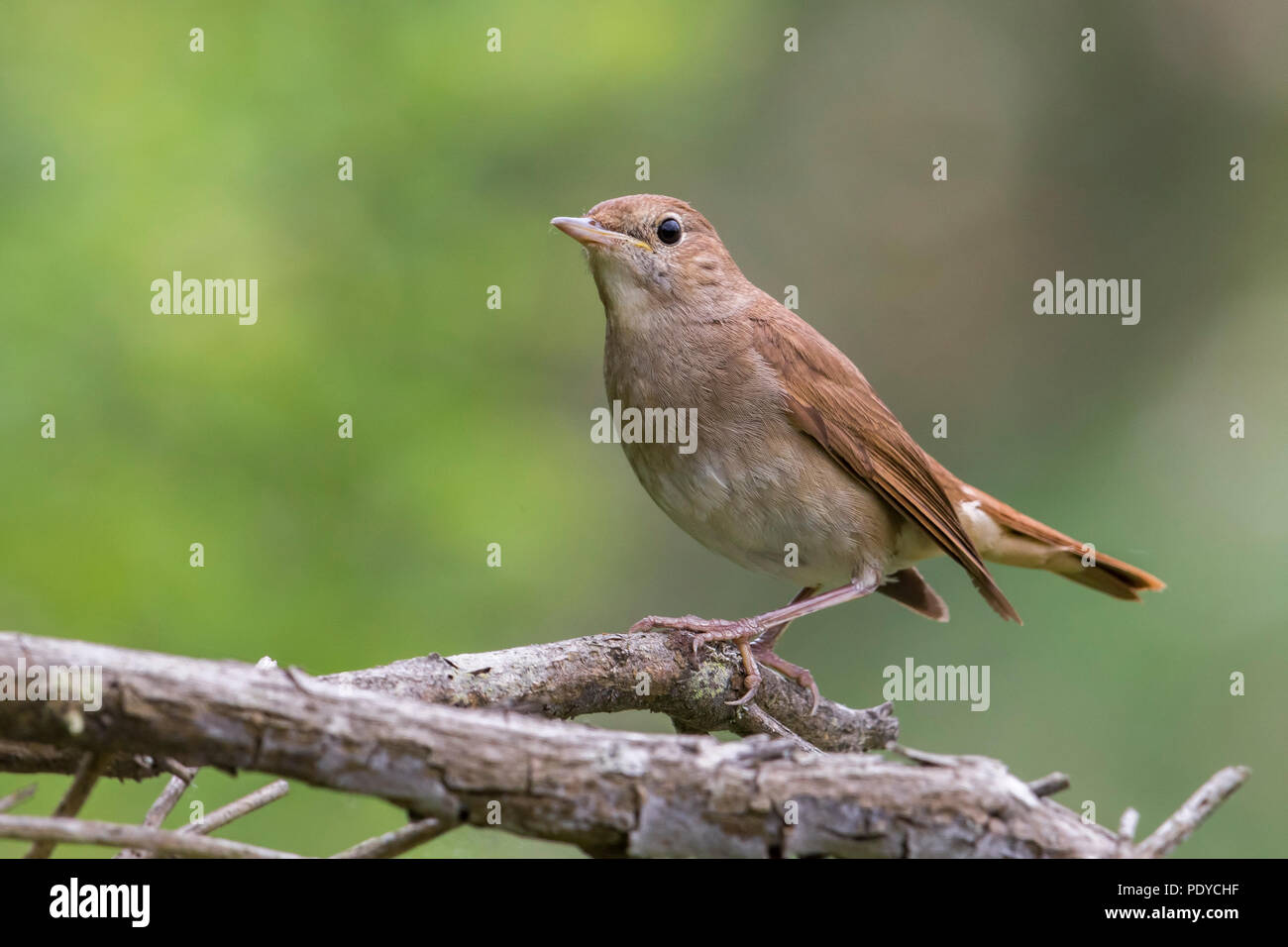 Nightingale; Luscinia megarhynchos Stock Photo - Alamy