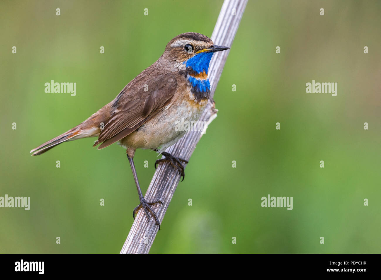 Red spotted bluethroat High Resolution Stock Photography and Images - Alamy
