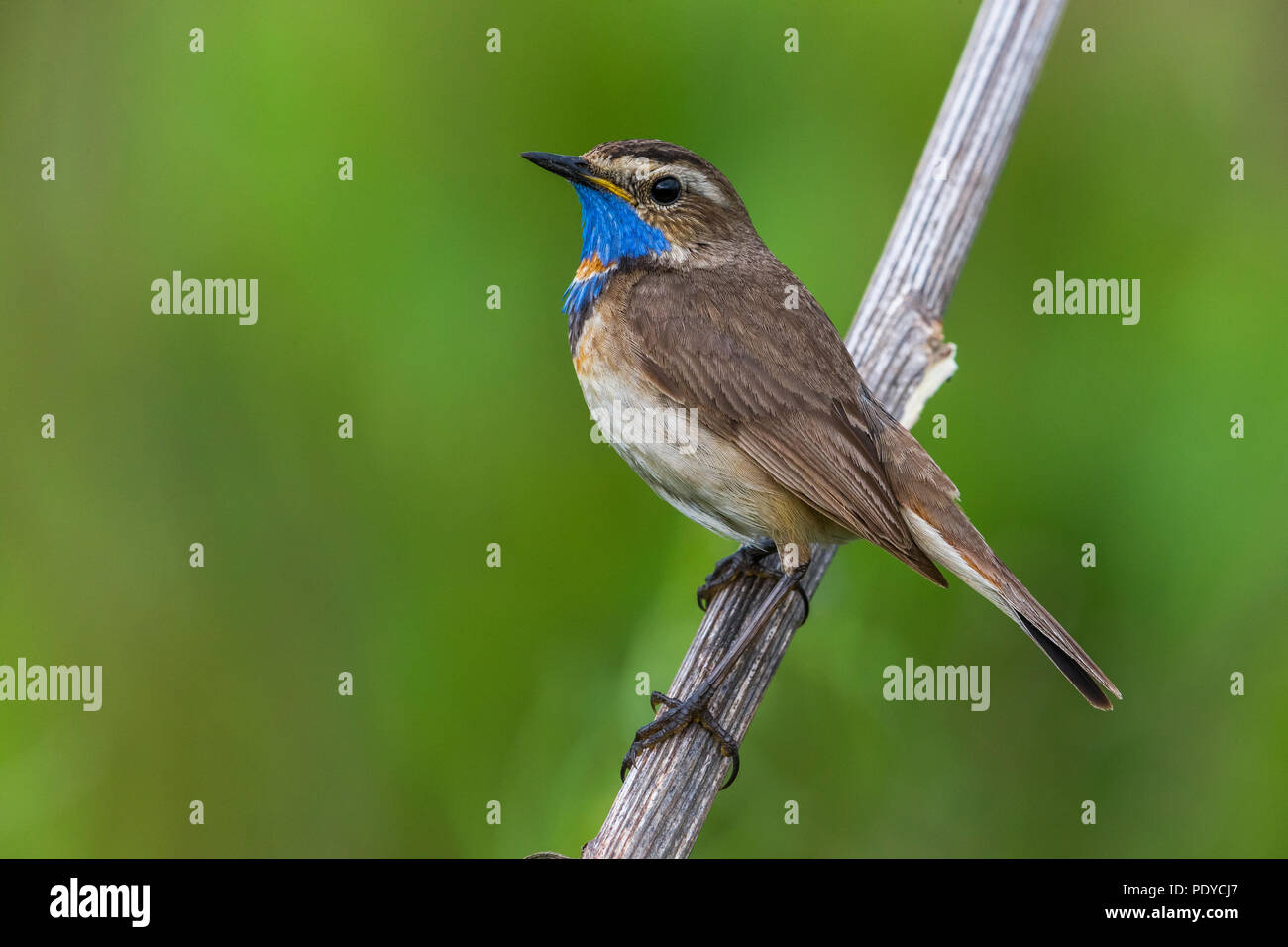 Bluethroat luscinia svecica hi-res stock photography and images - Alamy