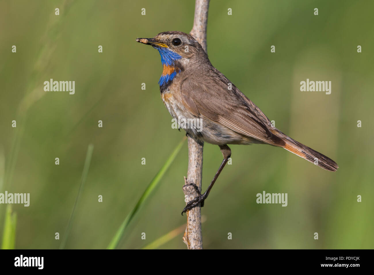 Bluethroat; Luscinia svecica svecica Stock Photo - Alamy