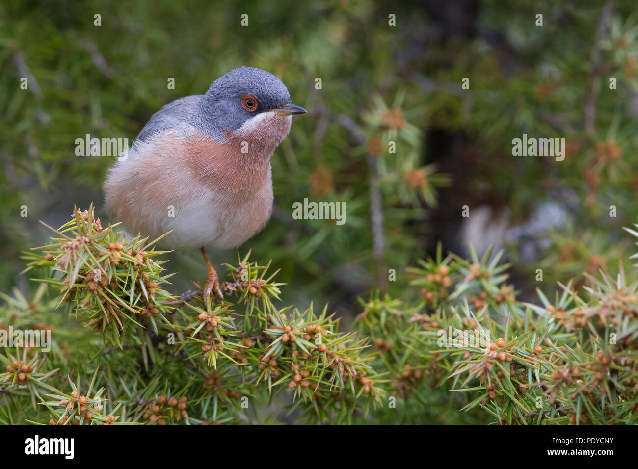 Eastern Subalpine Warbler; Sylvia cantillans cantillans Stock Photo - Alamy