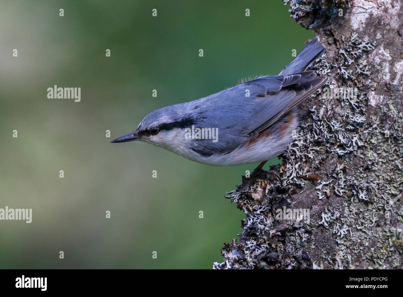 Eastern nuthatch hi-res stock photography and images - Alamy