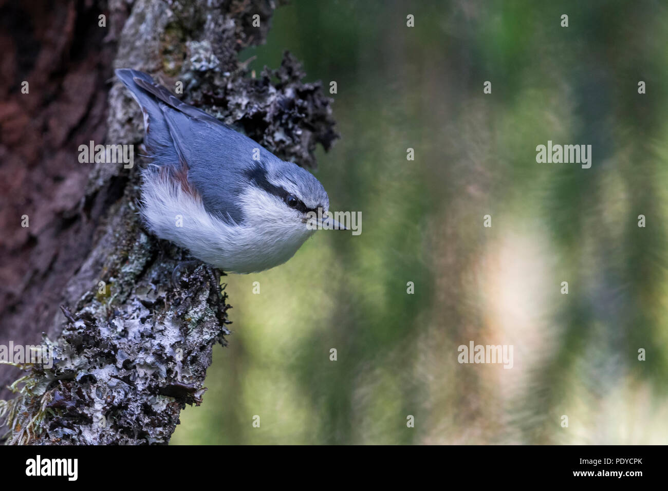 Eastern nuthatch hi-res stock photography and images - Alamy